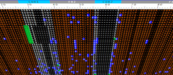 Antibody sequence analysis, Kabat numbering with Scaligner